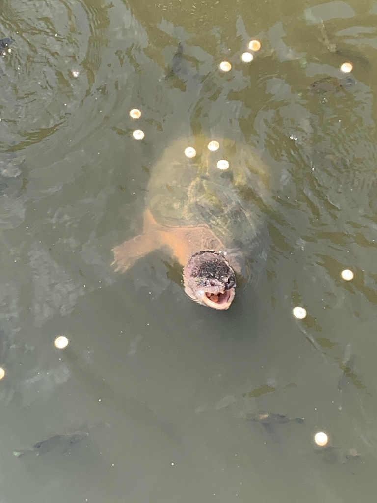 Common Snapping Turtle from Delaware Technical and Community College ...