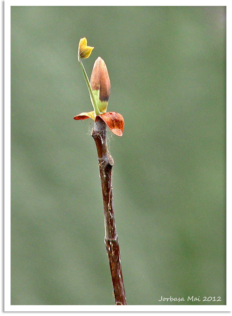 Tulip Tree (Pittsburgh Parks: Trees) · iNaturalist Mexico