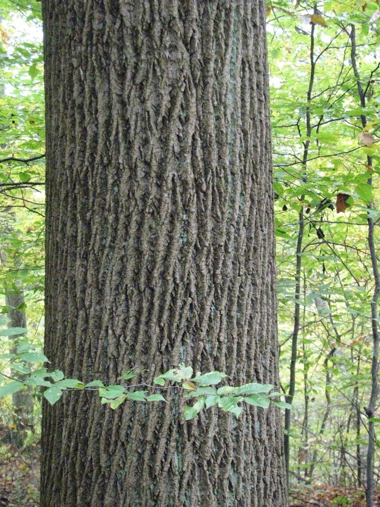 Tulip Tree (Pittsburgh Parks: Trees) · iNaturalist Mexico