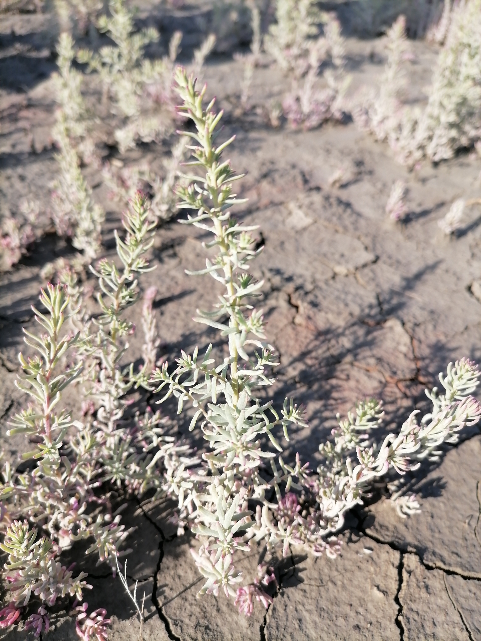Suaeda acuminata (C.A.Mey.) Moq.