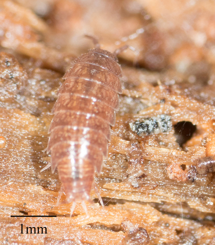 Hyloniscus riparius (Seen near SUNY-ESF) · iNaturalist