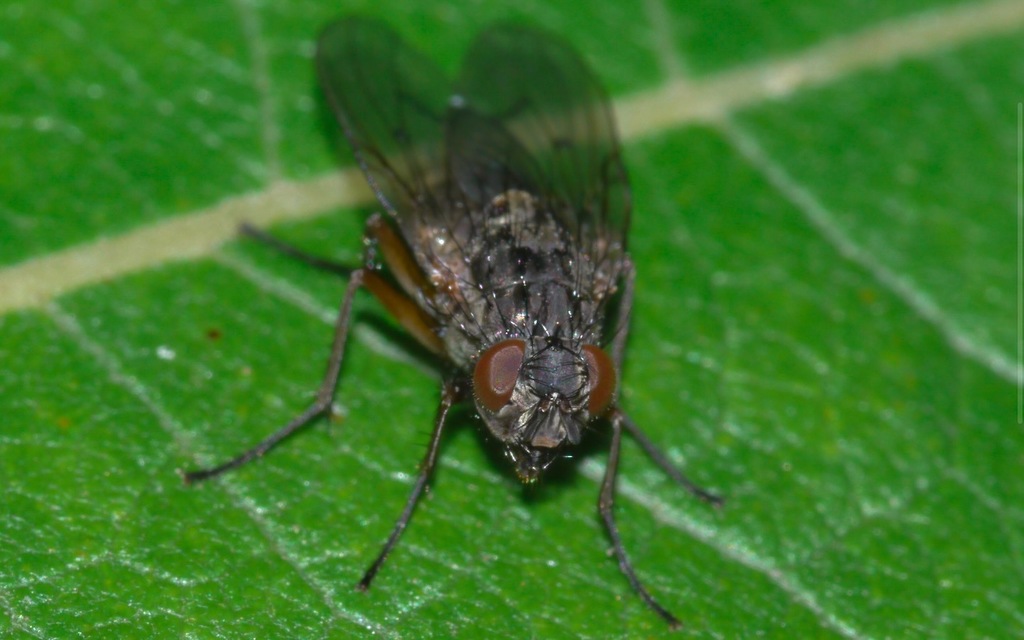 Phaoniinae from Severn Path, Coton Hill, Shrewsbury, UK on July 23 ...