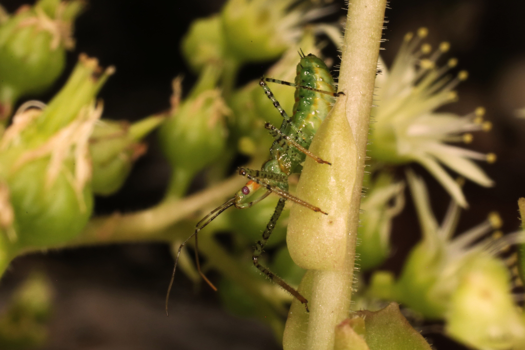 Pale Green Assassin Bug from La Joya, El Pueblito, Qro., México on July ...