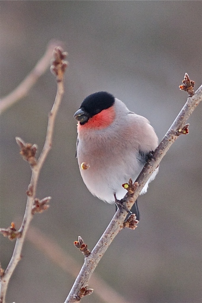 Eurasian Bullfinch from Hakodateyama, Hakodate, Hokkaido 040-0000 ...