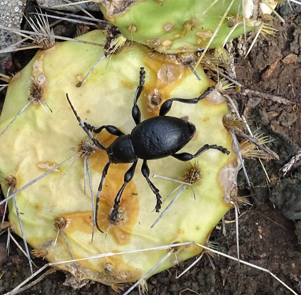 Giant Cactus Longhorn Beetle from Bracken Cave 78266 on July 27, 2020 ...
