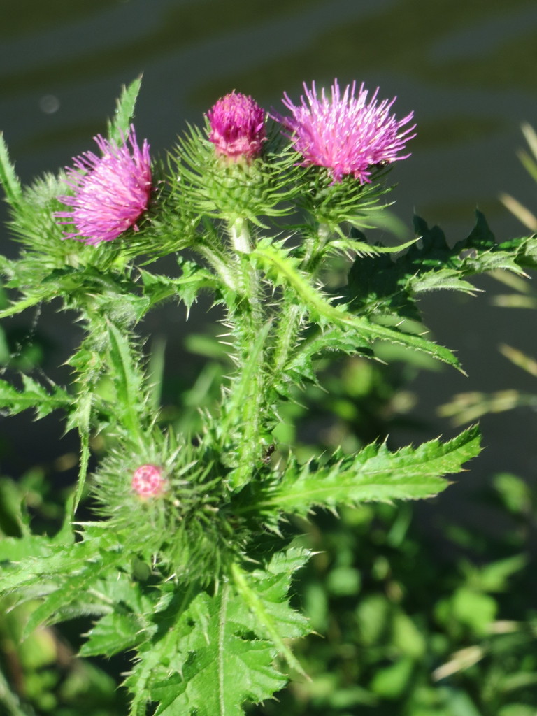Broad-Winged Thistle (Wildflowers of Southeast Michigan) · iNaturalist