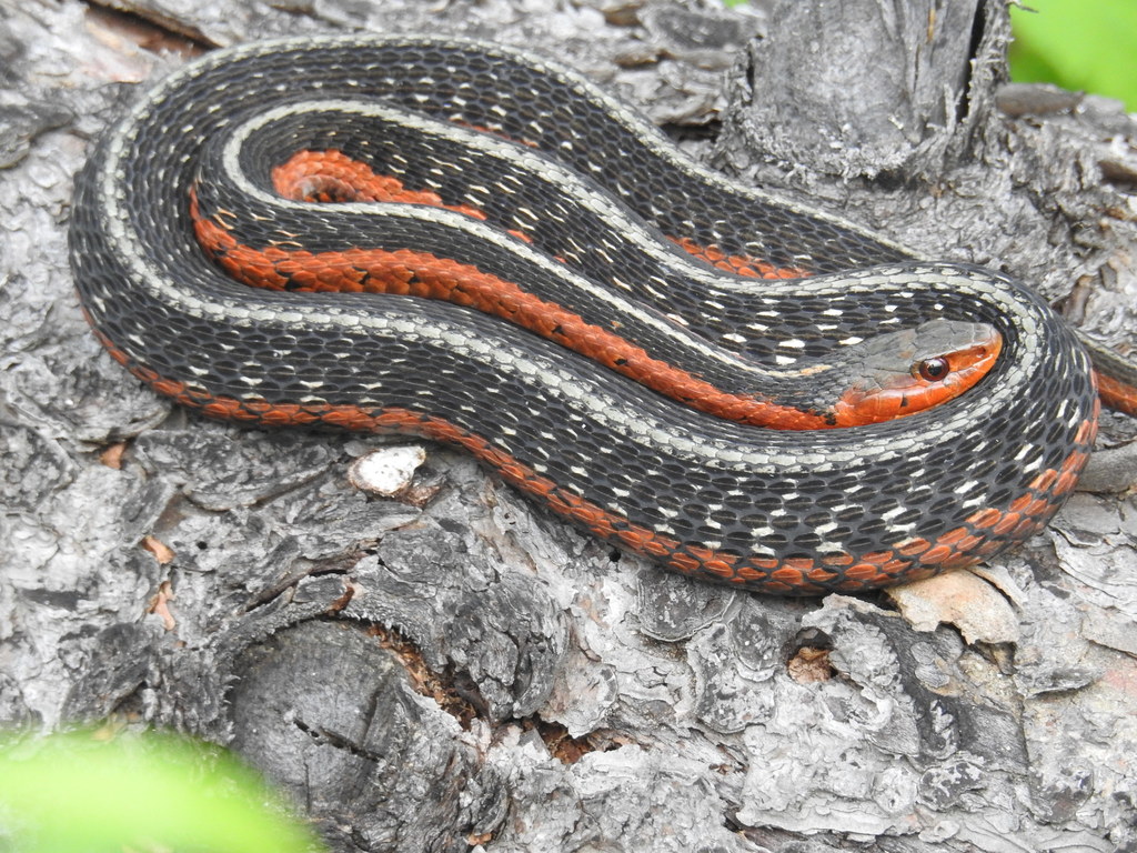 Eastern Garter Snake (Thamnophis sirtalis sirtalis) - Snakes and Lizards