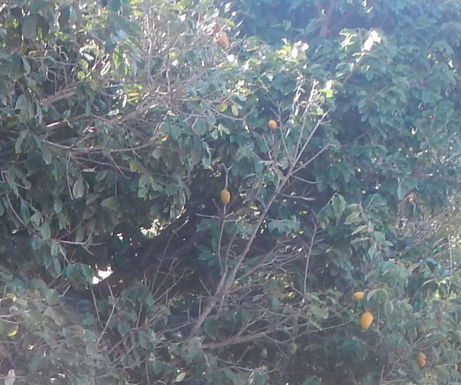 Couepia polyandra (Kunth) Rose