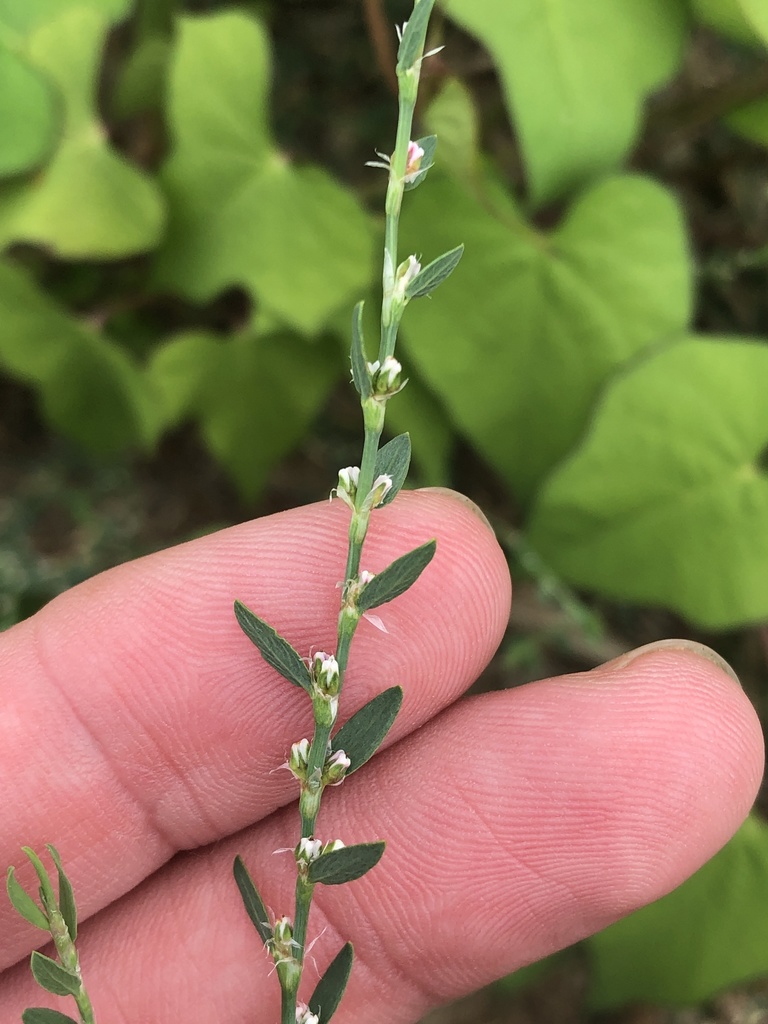 Common Knotgrass Complex from East Fort Worth, Fort Worth, TX, US on ...