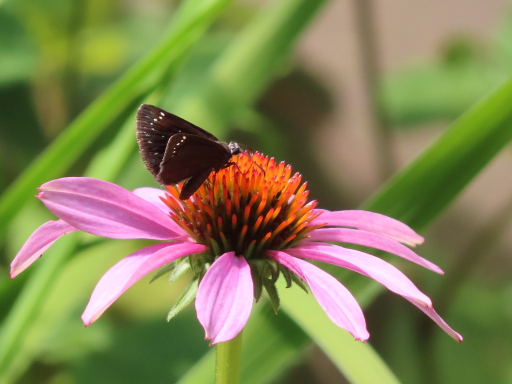Common Sootywing from Burts Pit Rd, Northampton, MA, US on July 27 ...