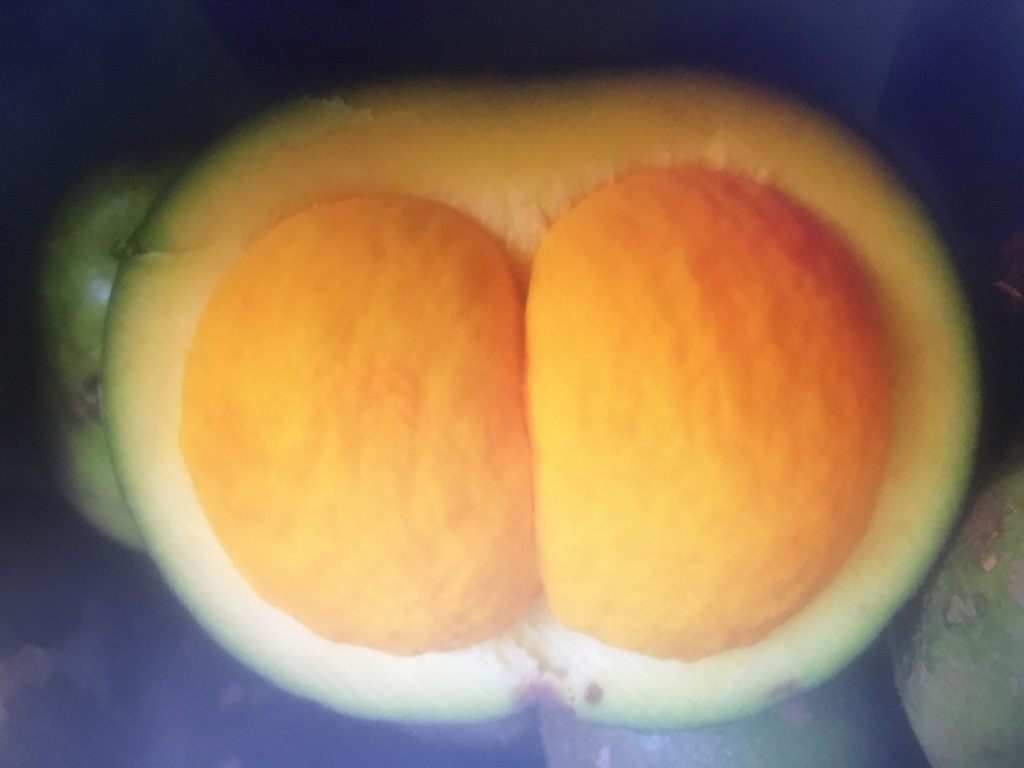 Pekea Nut from Rua Coronel Antônio dos Anjos, Montes Claros, MG, BR on ...