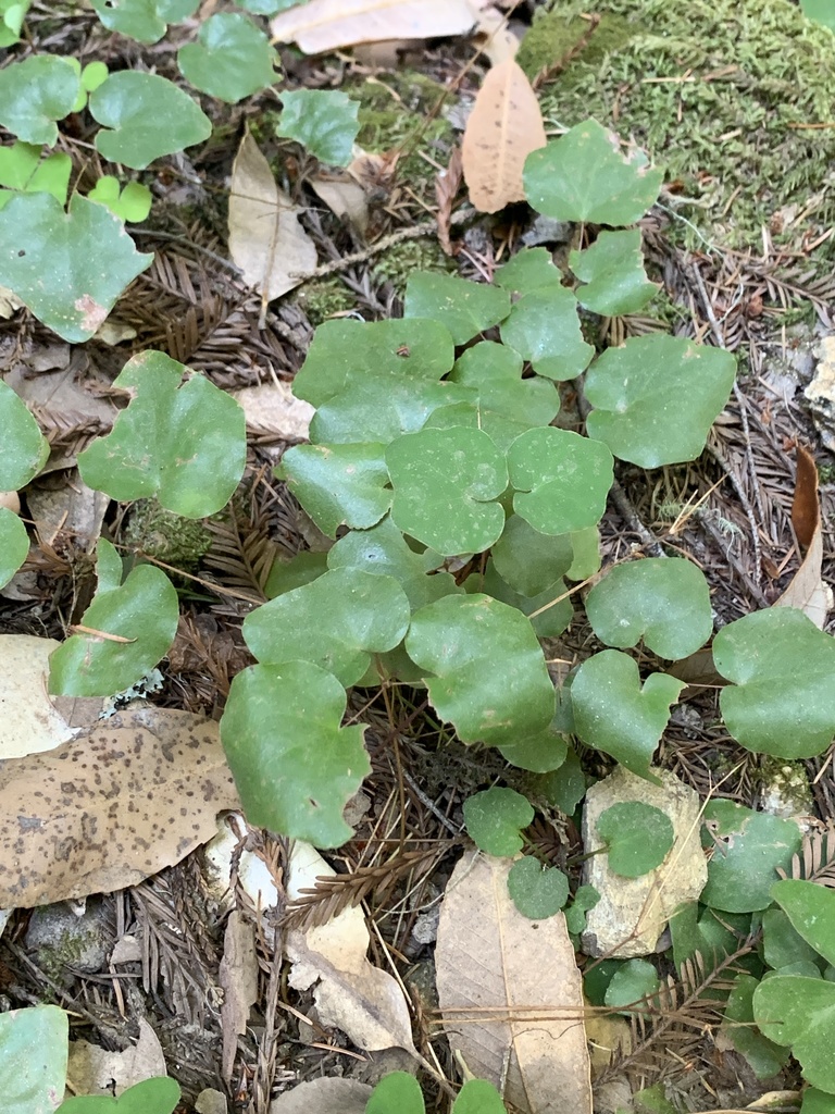 redwood inside-out flower from Fall Creek State Park, Santa Cruz, CA ...