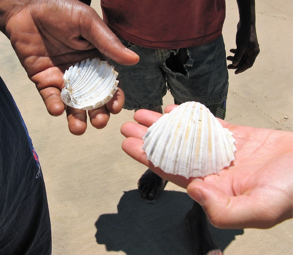 great ribbed cockle from Bongolon, Guinée on September 30, 2012 at 08: ...
