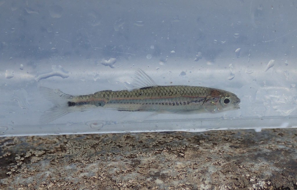 Tennessee Shiner from Yancey County, NC, USA on July 26, 2020 at 04:29 ...