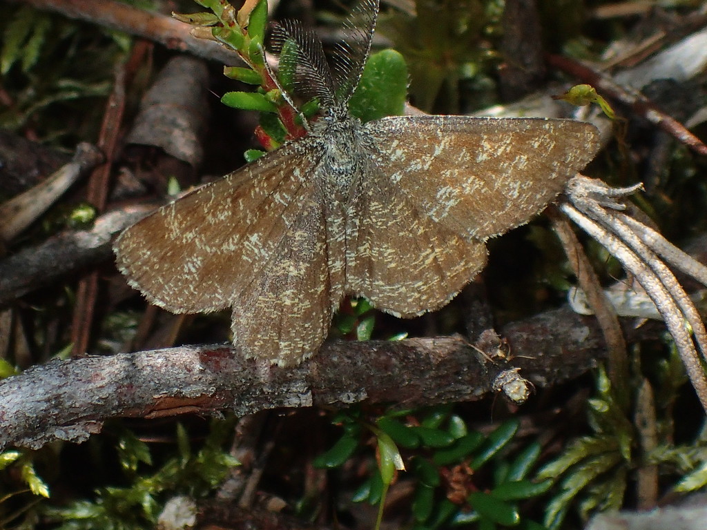 Common Heath from Rõõsa, Harju County, Estland on July 21, 2020 at 01: ...