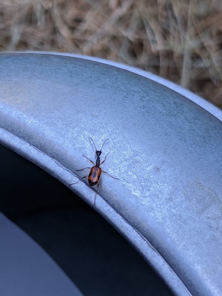 Long-necked Ground Beetle from Frederick, MD, USA on July 27, 2020 at ...