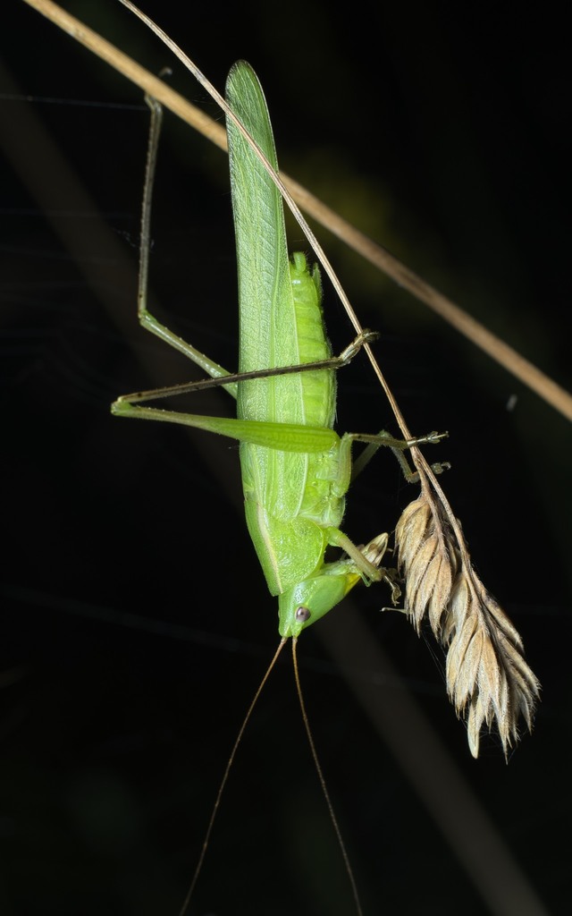 Large Conehead from Villeneuve (VD), Vaud, Suisse on July 18, 2020 at ...