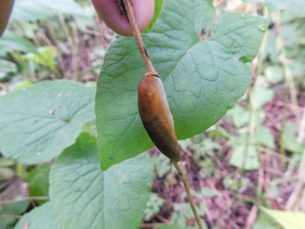 Western Dusky Slug from Door County, US-WI, US on July 22, 2020 at 07: ...