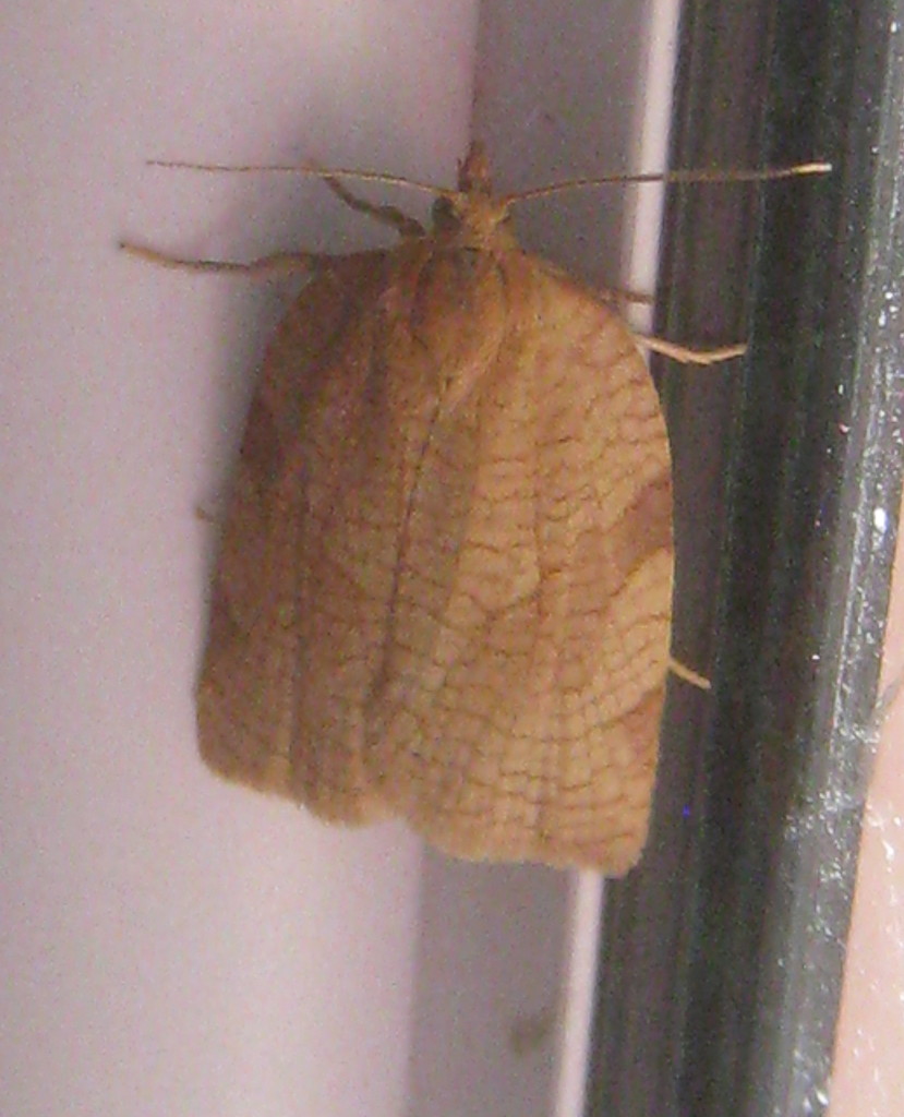 Allen's Tortrix Moth in July 2020 by B. To me this looks more like the ...