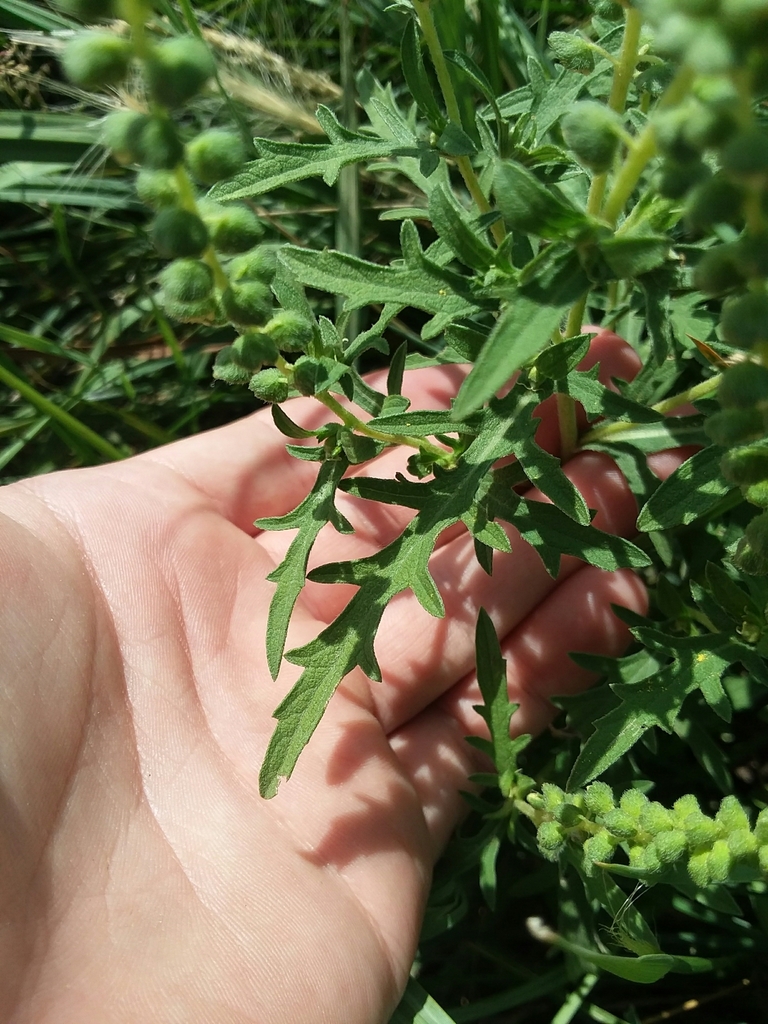western ragweed from Nunn, CO 80648, USA on July 27, 2020 at 12:26 PM ...