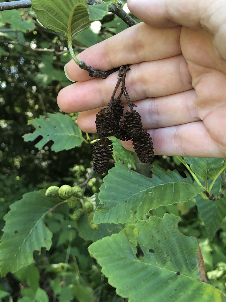 Red Alder from Vancouver Island, Victoria, BC, CA on July 27, 2020 at ...