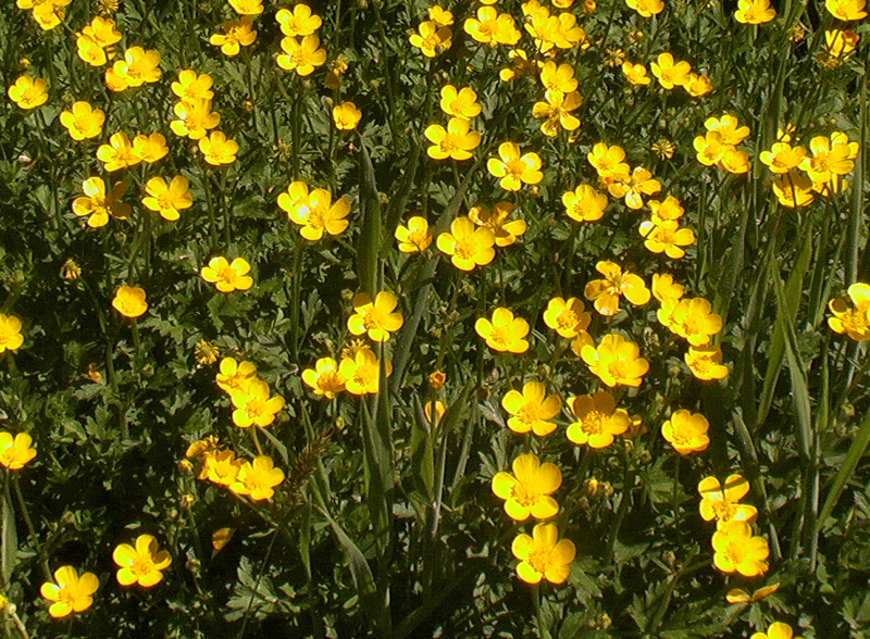 Creeping buttercup from Te Anau, Southland, New Zealand on November 24 ...