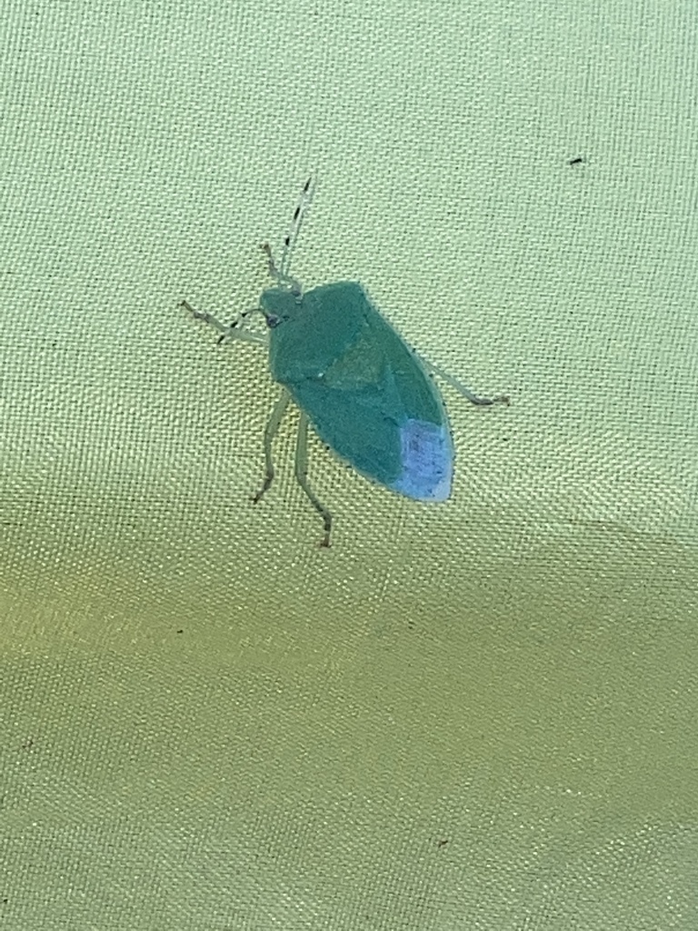 Green Stink Bug from Governor Run Rd, Chesapeake Beach, MD, US on July ...