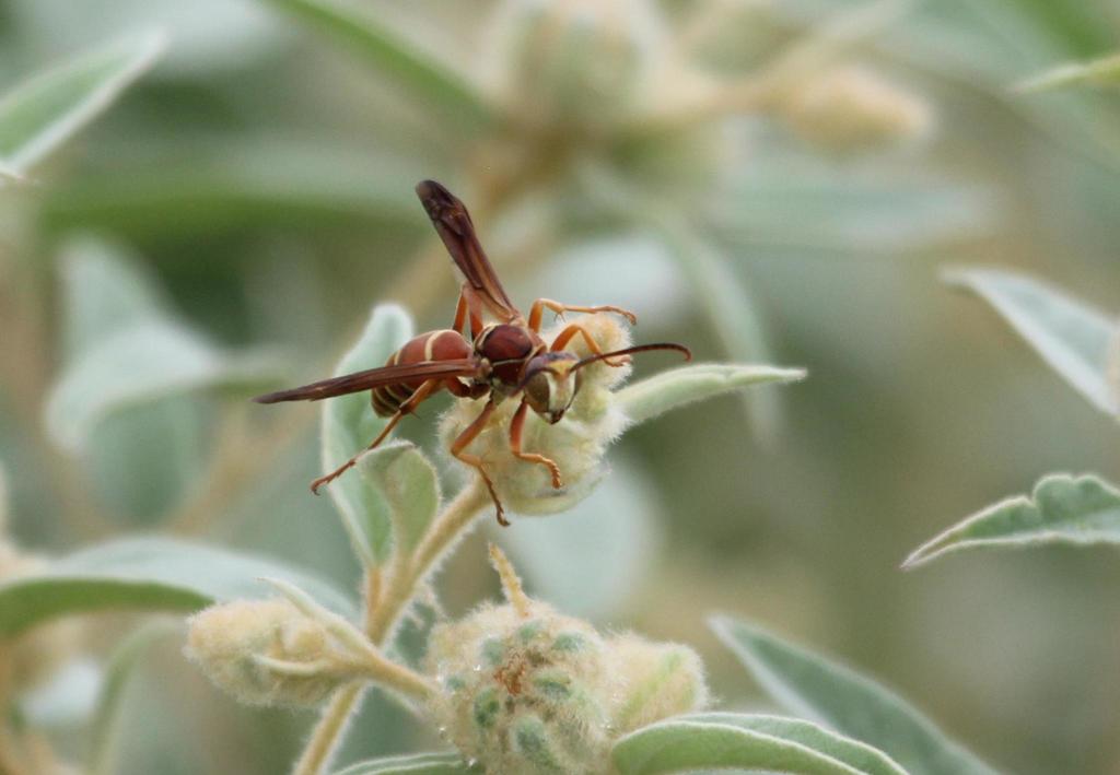 Southern Paper Wasp from Jackson County, MS, USA on July 26, 2020 at 11 ...