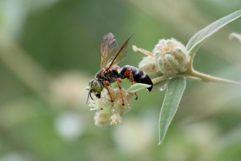Sand-loving Wasps from Jackson County, MS, USA on July 26, 2020 at 11: ...