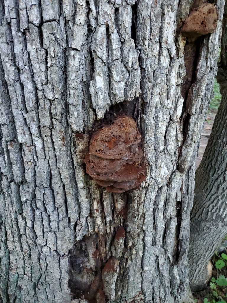 Cracked Cap Polypore in July 2020 by epic2112 · iNaturalist