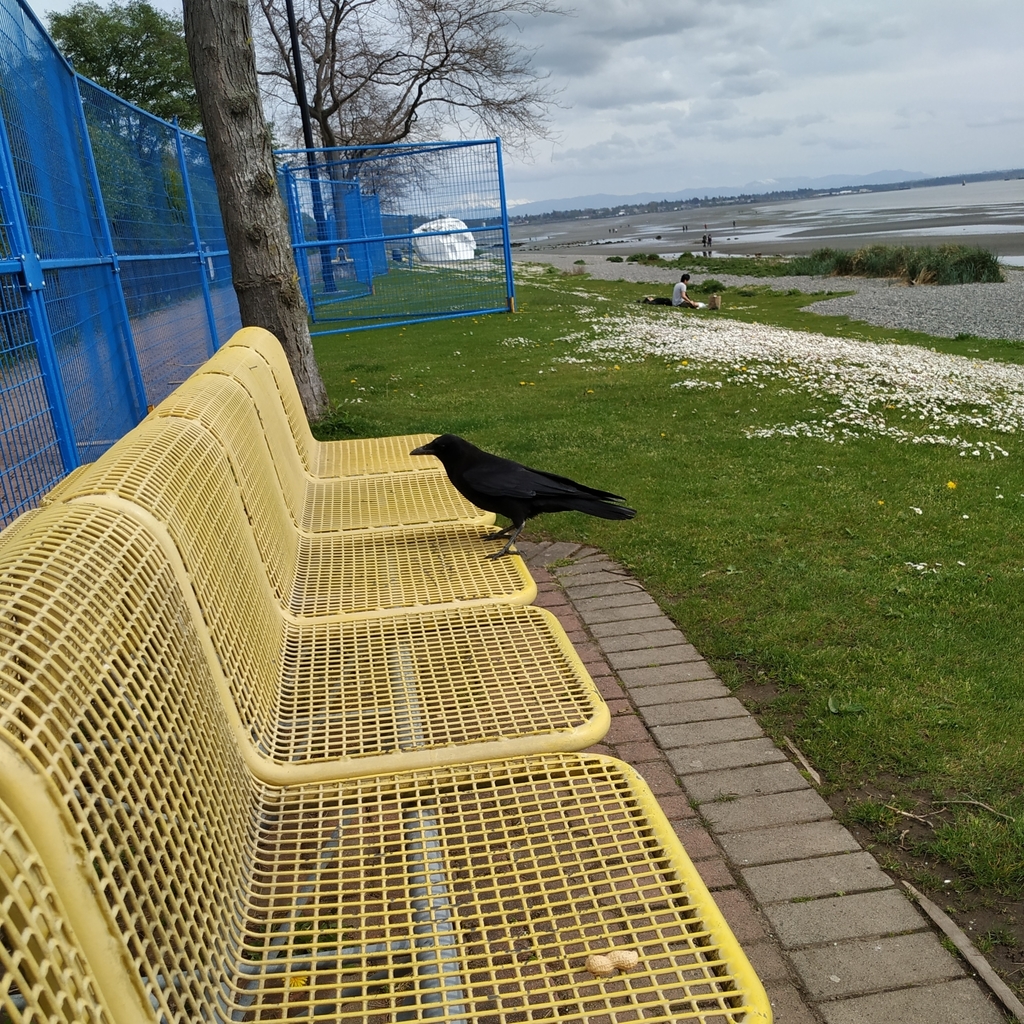 American Crow from White Rock, BC, Canada on April 26, 2020 at 03:47 PM ...