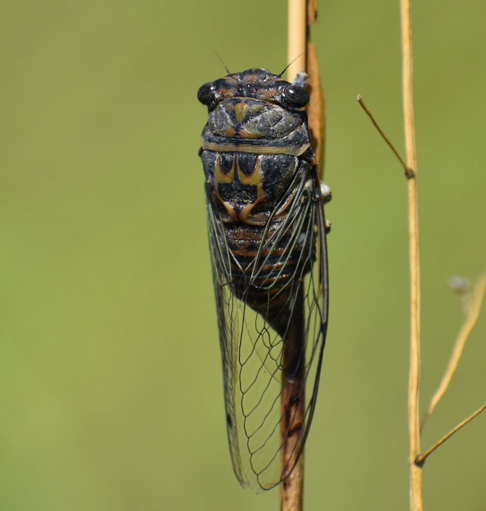 Texas Dog-day Cicada from Williamson County, TX, USA on July 27, 2020 ...