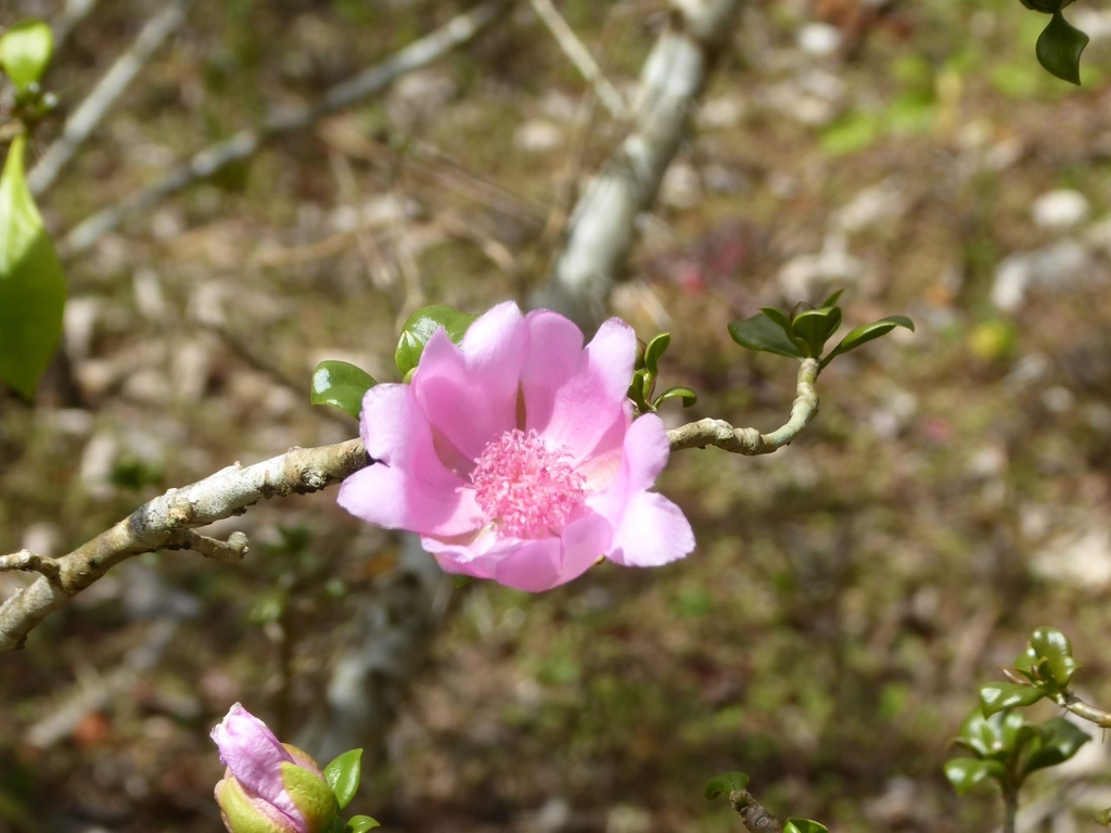 Bayahíbe Rose in March 2019 by westerntanager · iNaturalist