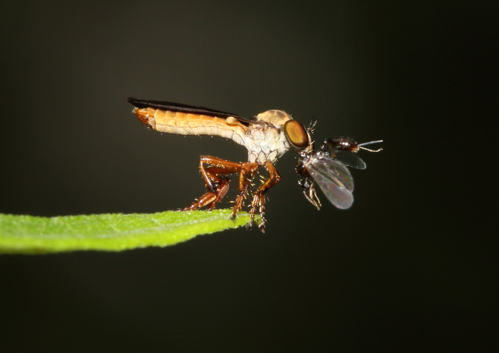 Gnat Ogres from Mableton, GA, USA on July 27, 2020 at 04:54 PM by ...