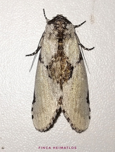 Malocampa piratica · iNaturalist
