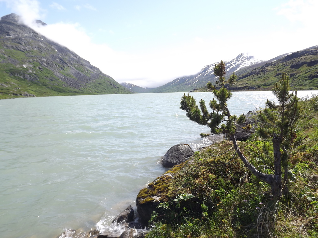 Interior Lodgepole Pine from "Lone Pine Lake", Kelsall Headwaters, BC ...
