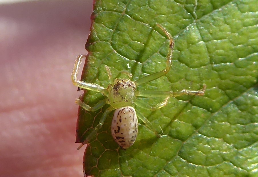 Diaea ambara from Waikouaiti, New Zealand on July 21, 2020 at 12:42 PM ...