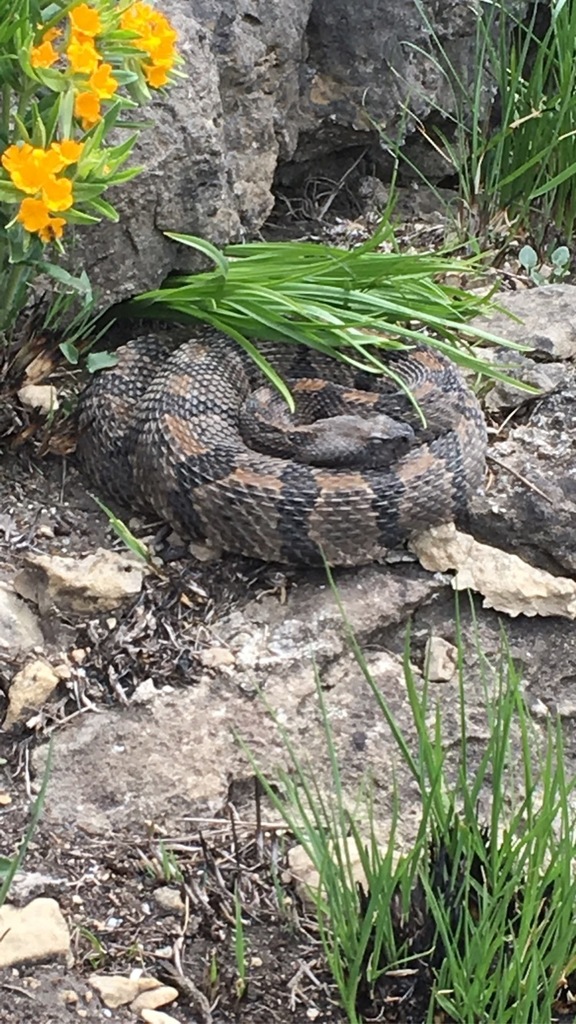 Timber Rattlesnake in June 2020 by dereksallmann · iNaturalist