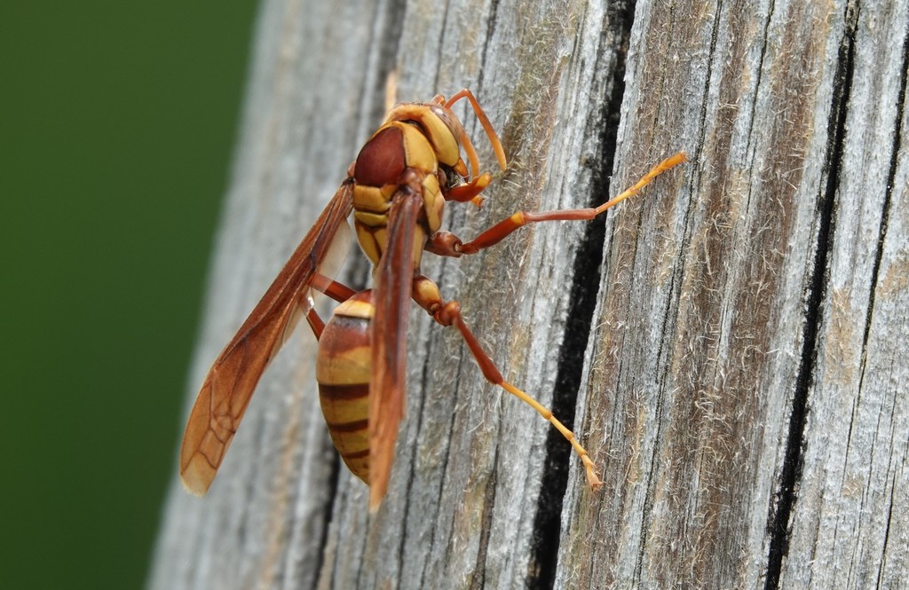 Horse Paper Wasp from Levy County, FL, USA on July 25, 2020 at 07:01 AM ...