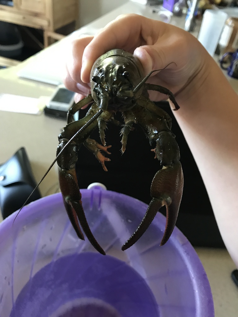 Signal Crayfish from E Deschutes Ave, Liberty Lake, WA, US on July 27 ...