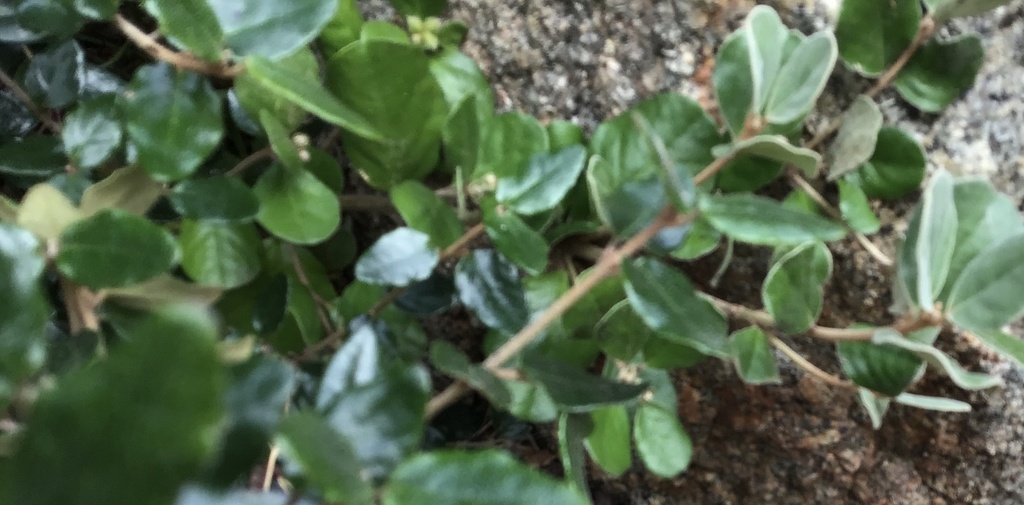 Elaeagnus reflexa from River End Road, Bangholme, VIC, AU on July 28 ...