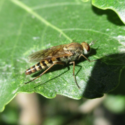 Thereva duplicis · iNaturalist