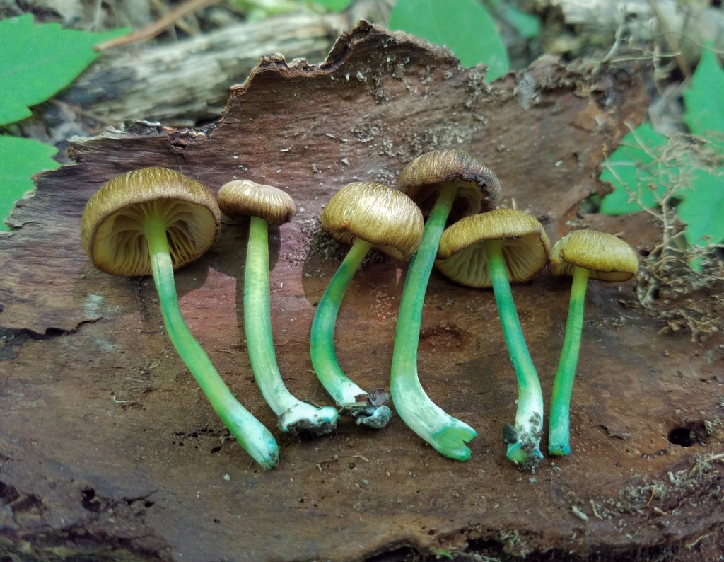 Mouse-pee Pinkgill (Agaric mushrooms of montana) · iNaturalist