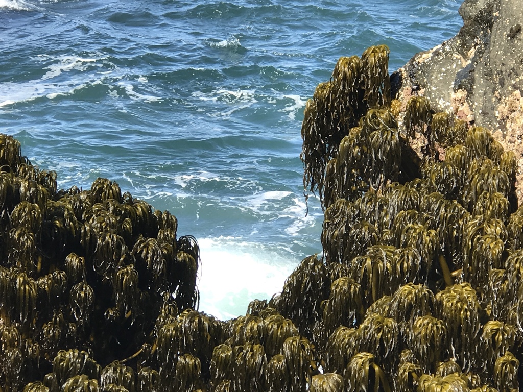 Sea Palm from 955 S Main St, Fort Bragg, CA, US on June 27, 2017 at 09: ...