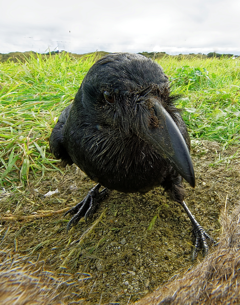 Crows and Ravens from Reekara TAS 7256, Australia on July 22, 2020 at ...
