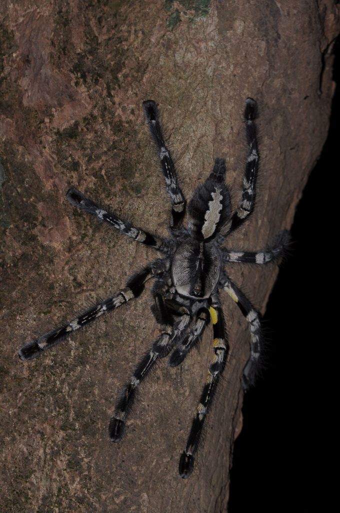 Indian Ornamental Tarantula from Matheran, Maharashtra, India on June ...