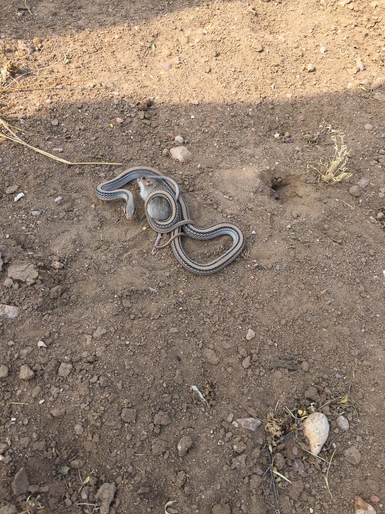 Big Bend Patchnose Snake in June 2017 by Lisa Lundgren. A western patch ...