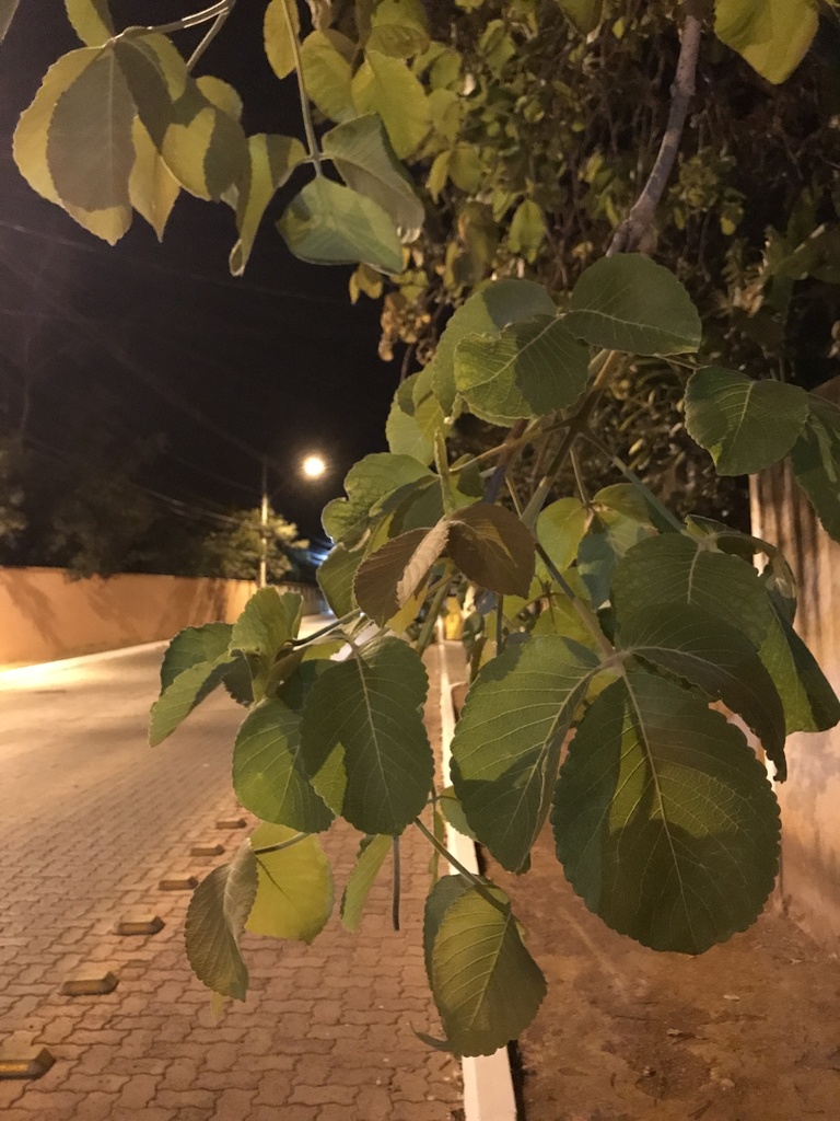 Pekea Nut from Paranoá, Brasília, DF, BR on July 28, 2020 at 02:43 AM ...