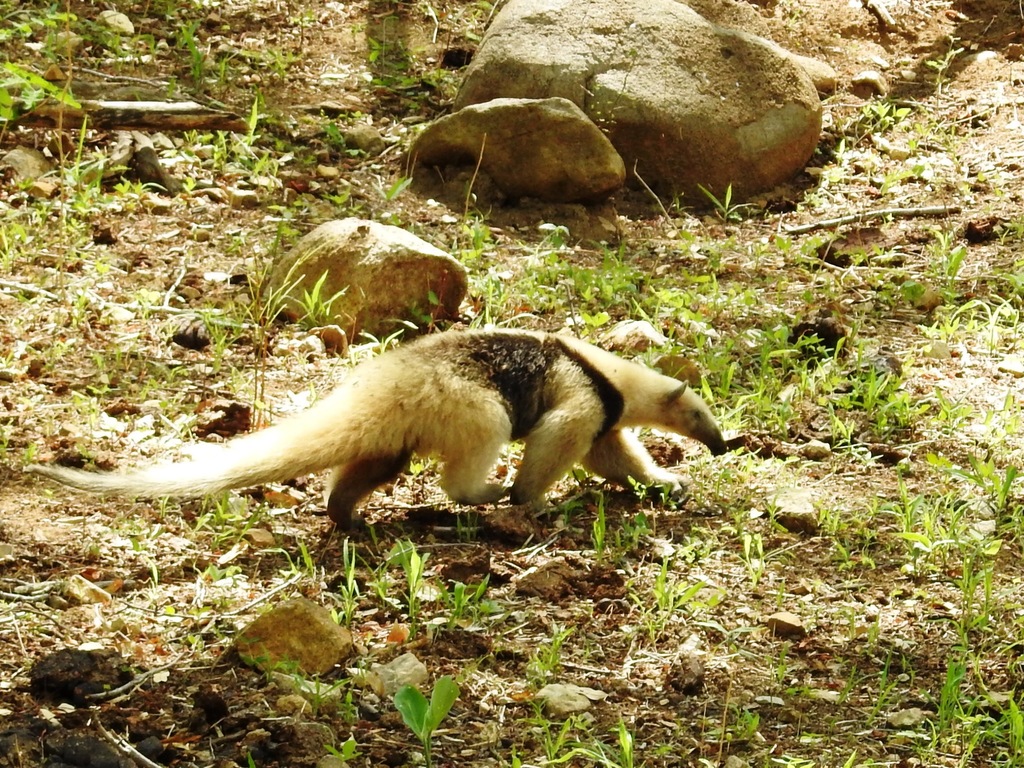 Northern Tamandua (Tamandua mexicana) - Know Your Mammals
