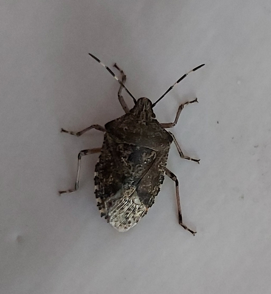 Mottled Stink Bug from Vianden, Parc Naturel de l'Our, Diekirch ...
